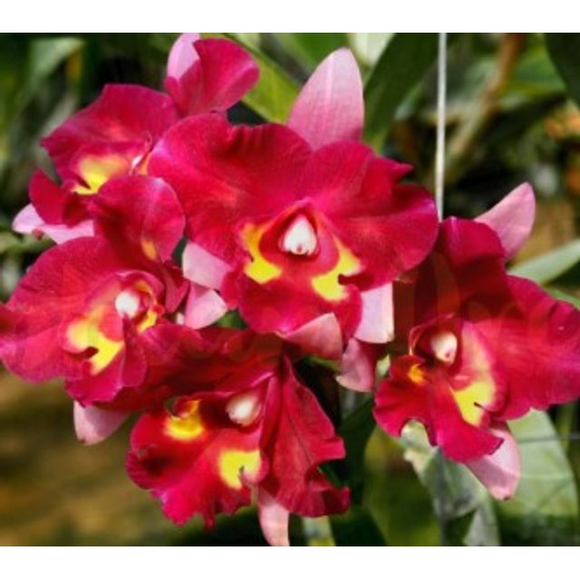 RTH. CHOMYONG BEAUTY X SIAM DRAGON | Orquidário Miranda