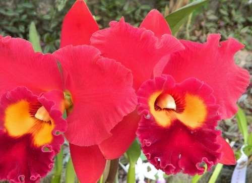BLC. RED CRAB | Solar das Orquídeas