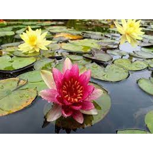 Flor de Lótus Vermelha Seca: Beleza, Simbolismo e Benefícios para a ...