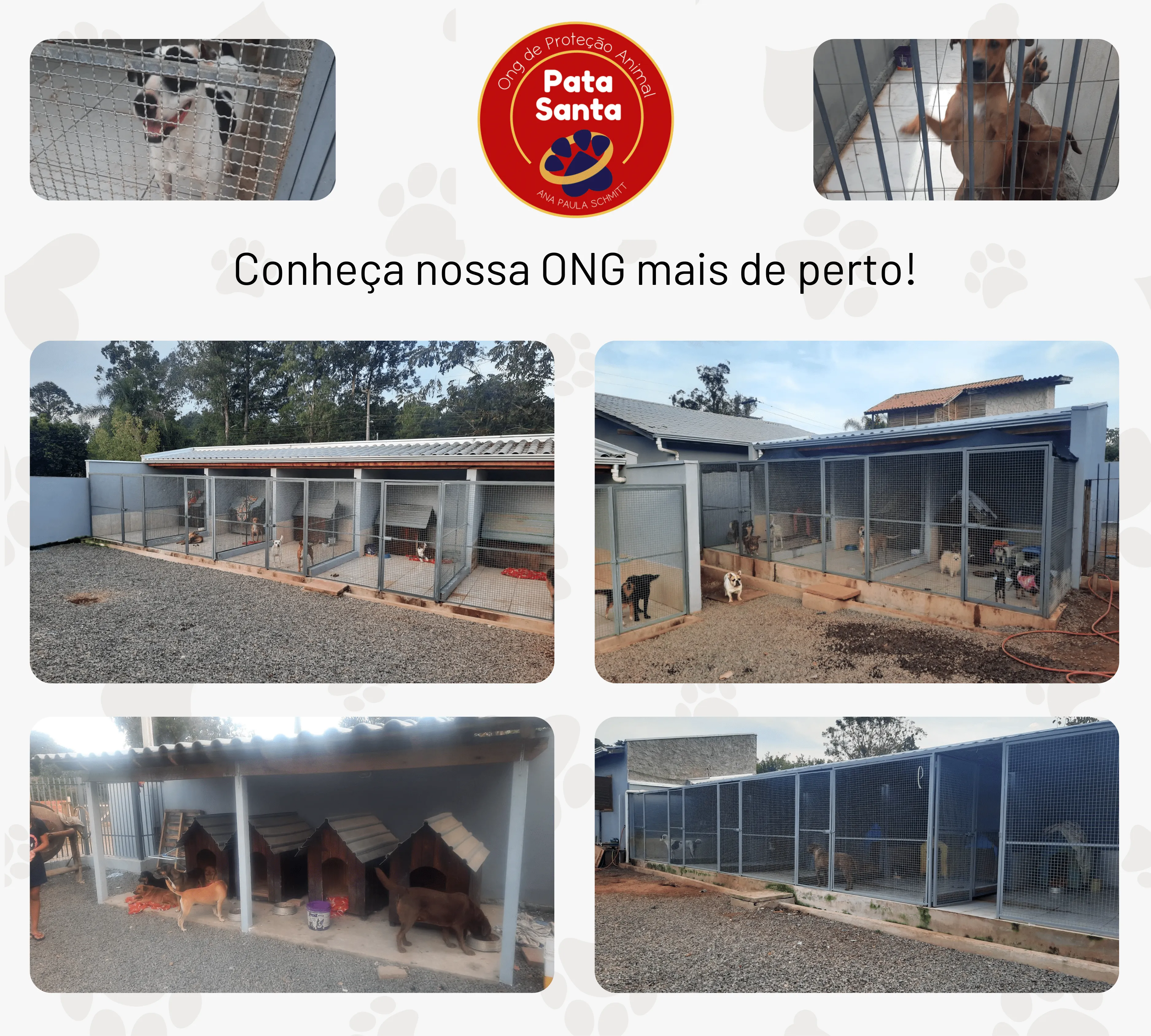 ONG PATA SANTA | Cris Acessórios Pet