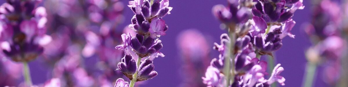 10 das flores mais perfumadas que existem | Winterflor