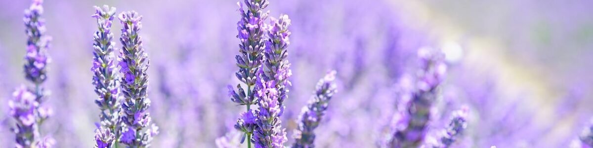 10 fatos sobre a lavanda que farão você amá-la ainda mais | Winterflor