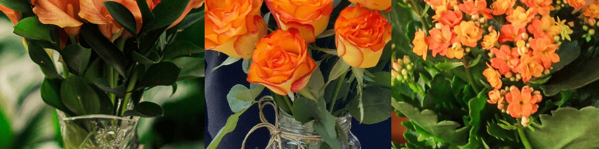 Flores laranjas: conheça 15 espécies com essa cor | Winterflor