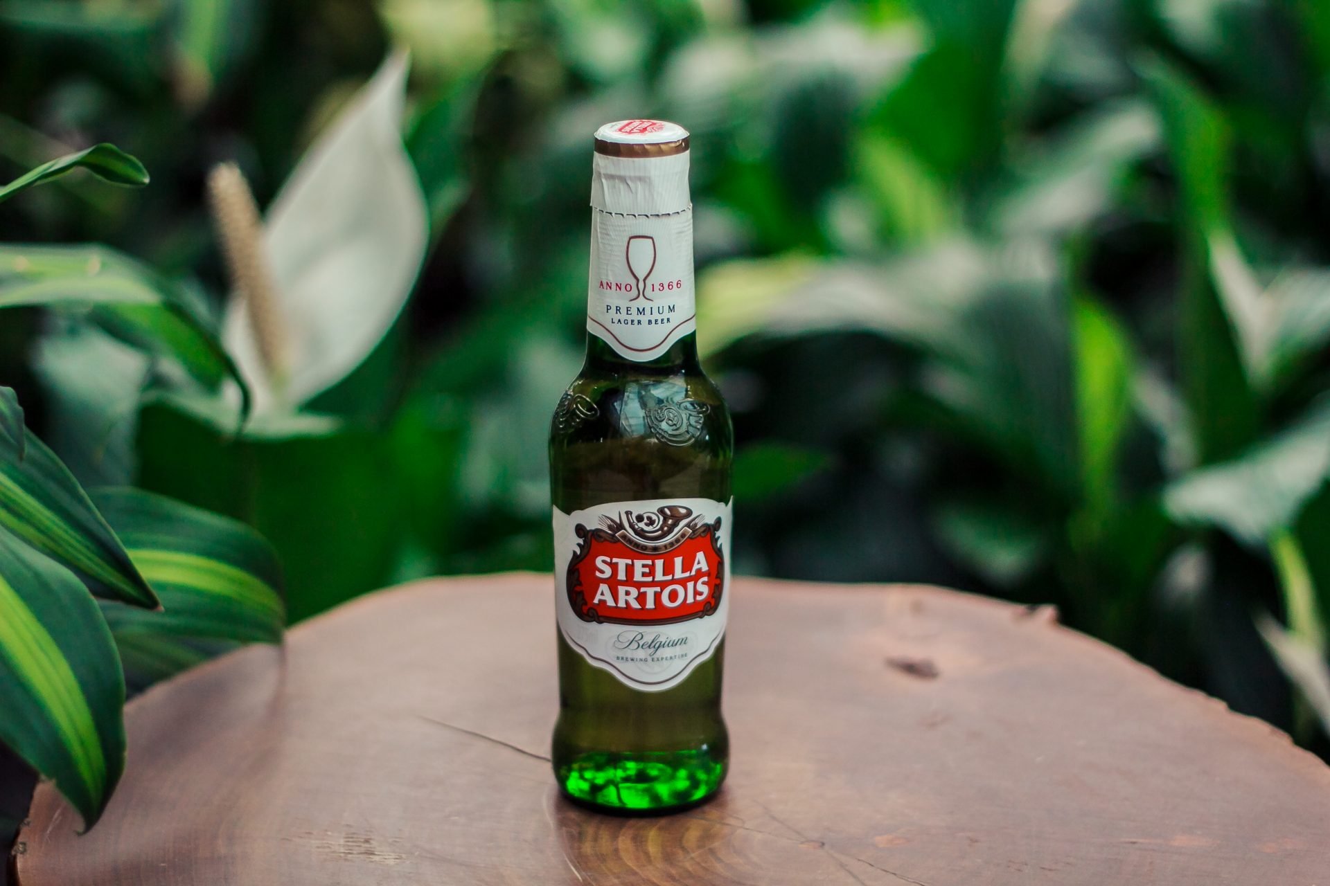 Cerveja Stella Artois 275ml | Winterflor