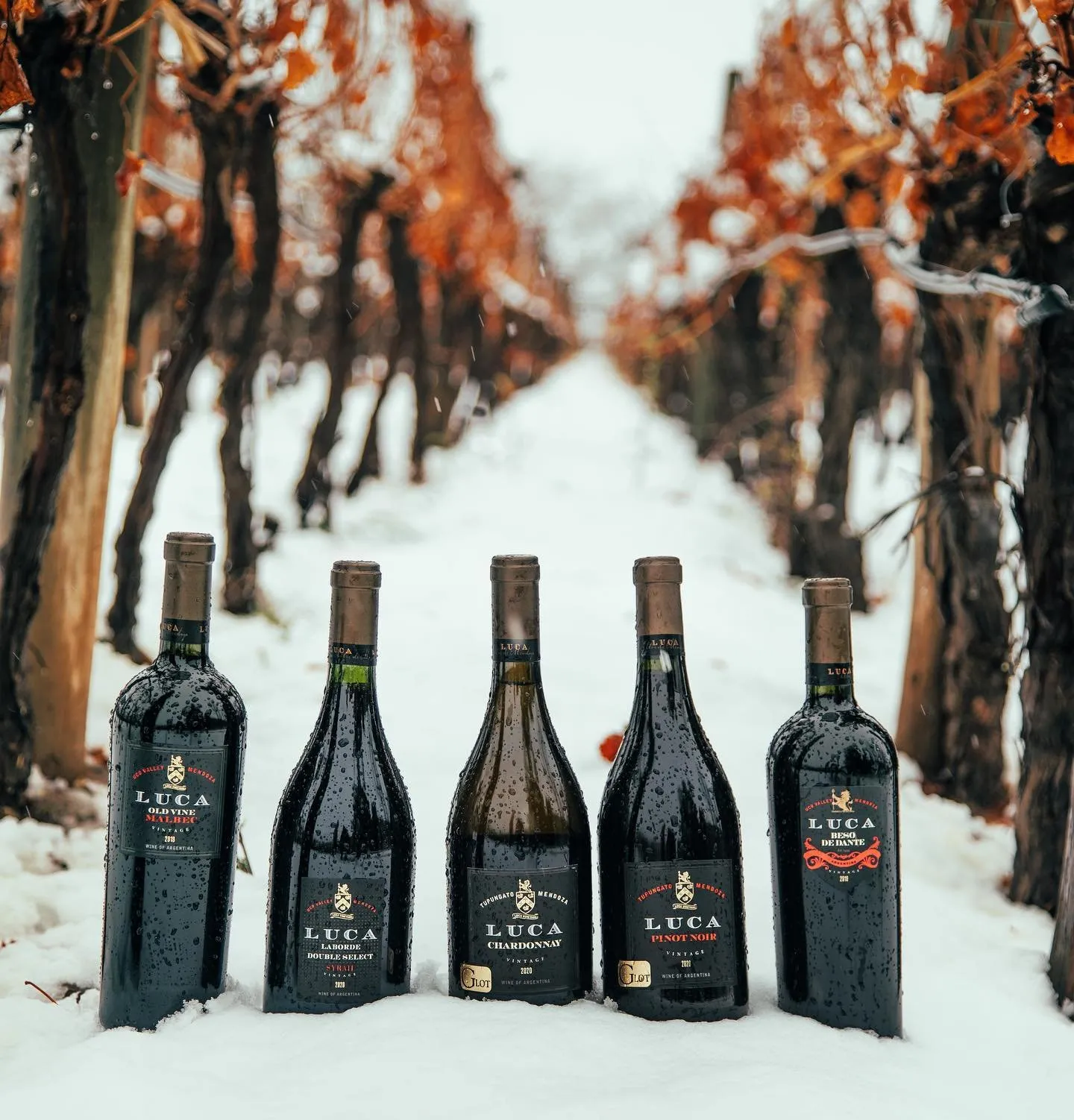 LUCA (Laura Catena) | Quinta de Olivares - Garrafeira