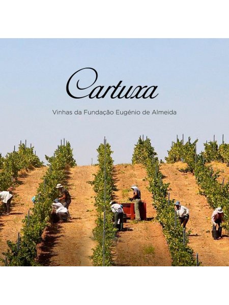 Box Cartuxa Colheita Tinto Caixa de Madeira | Quinta de Olivares - Garrafeira