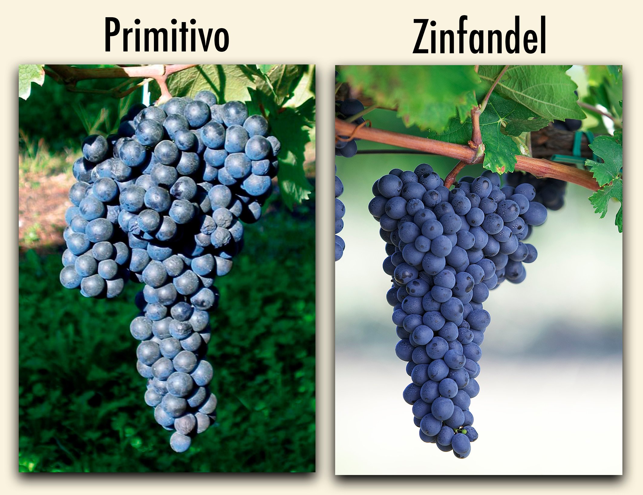 Zinfandel X Primitivo | Comprar Vinhos Online