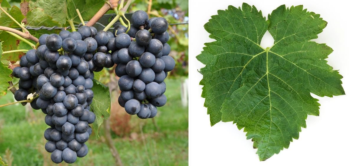 Zinfandel X Primitivo | Comprar Vinhos Online