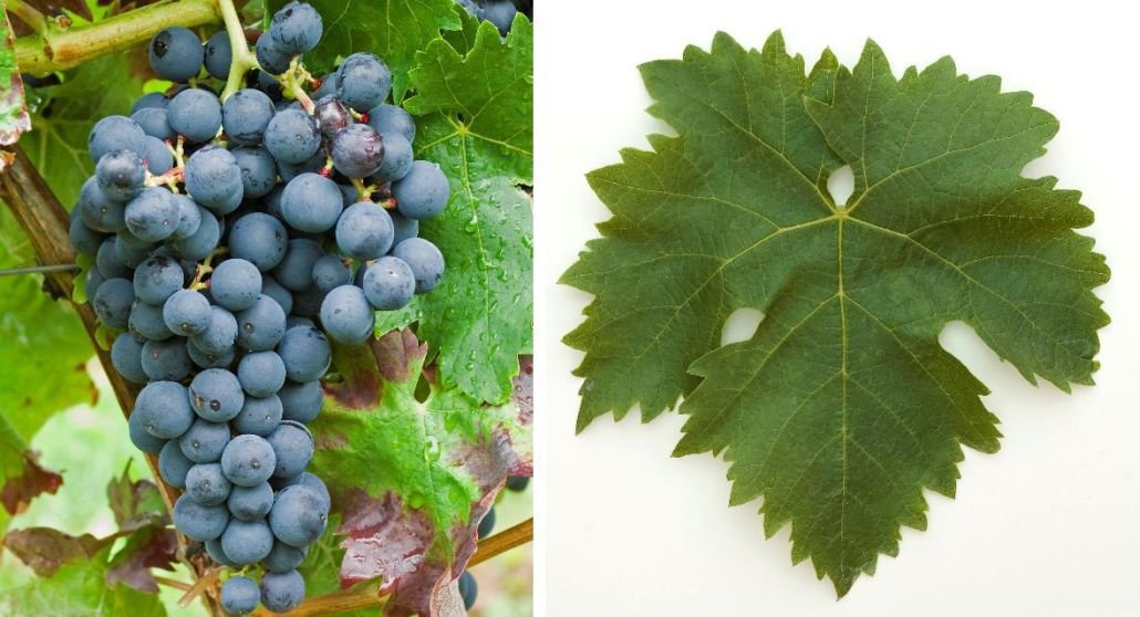 Zinfandel X Primitivo | Comprar Vinhos Online