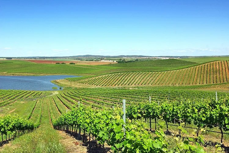 A Magia do Vinho Verde: Uma História de Frescor e Tradição | Loja de ...