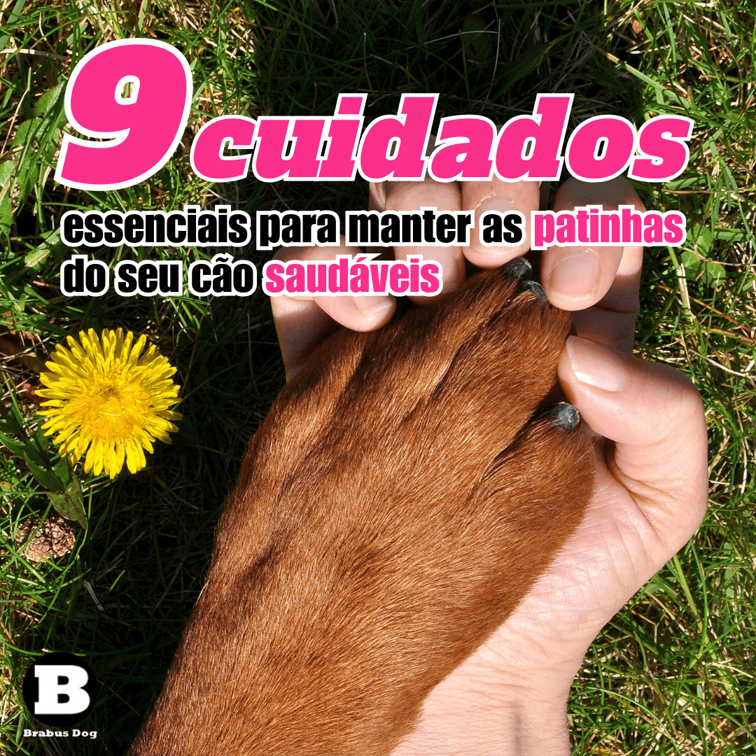 Cuidados essenciais para manter as patinhas do seu cão saudáveis ...