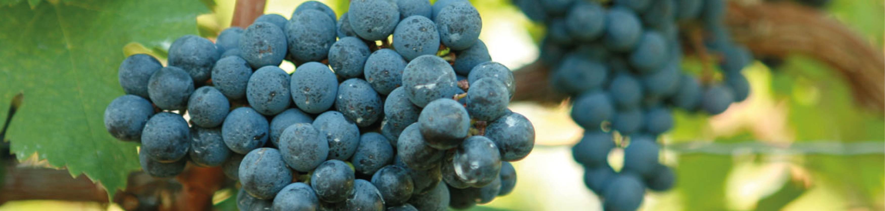 Cabernet Franc | VM Vinhos