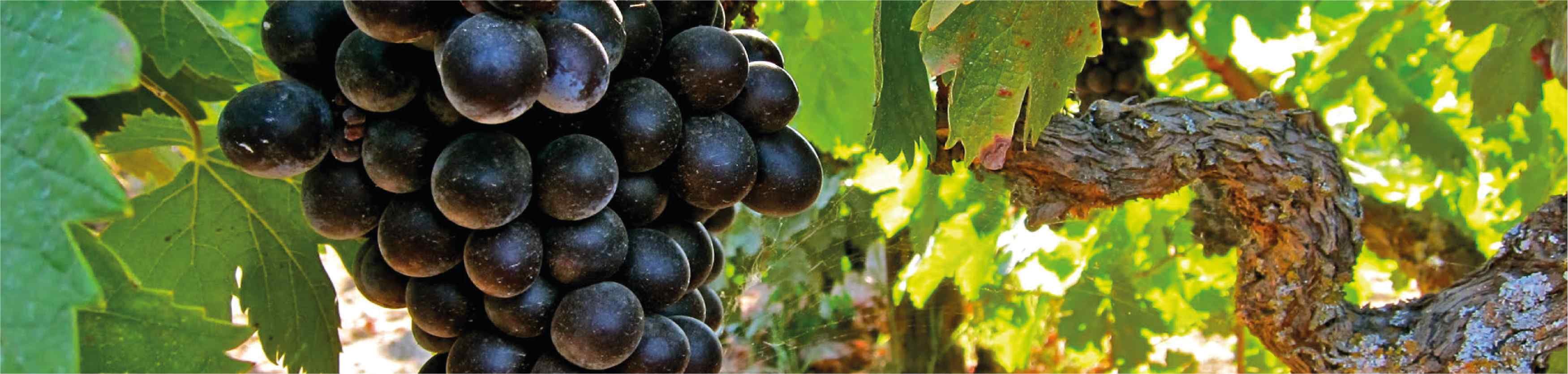 Cinsault | VM Vinhos