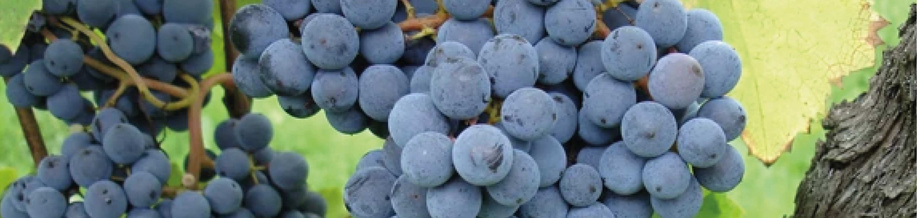 Colorino | VM Vinhos