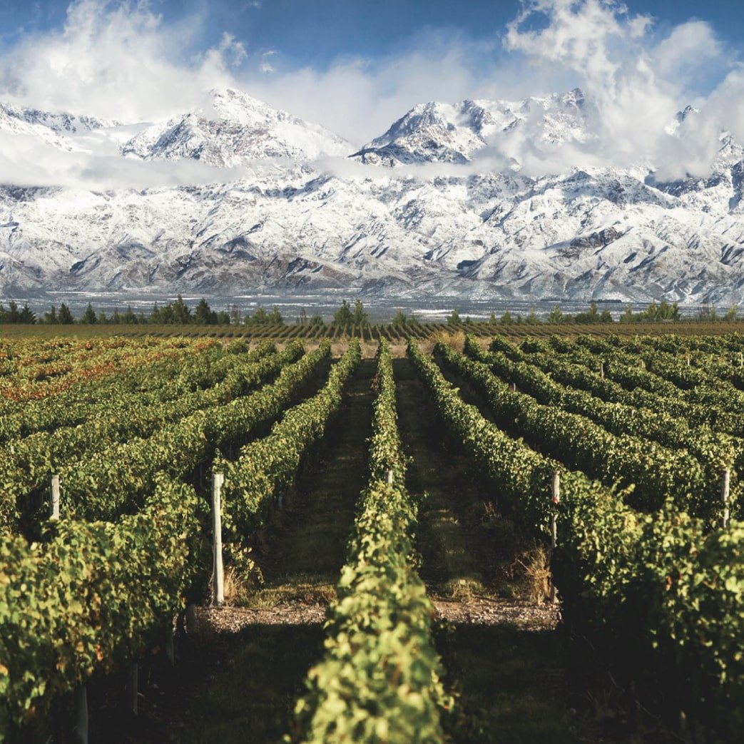 VM Vinhos | Wine Explorers