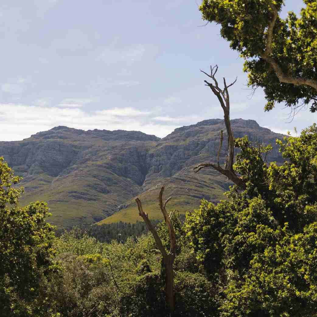 Dornier Wies | VM Vinhos | VM Vinhos