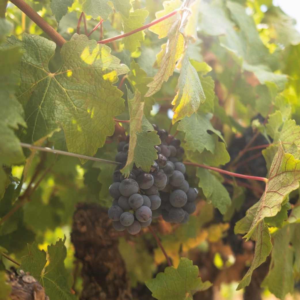 Dornier Wies | VM Vinhos | VM Vinhos