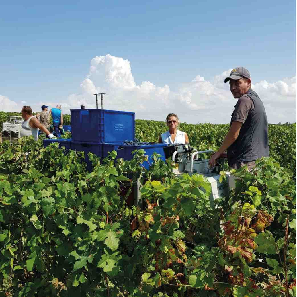 Duval-Leroy | VM Vinhos | VM Vinhos