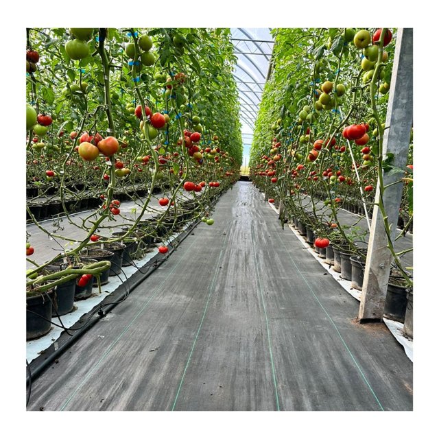 Tela Rafia Solo 3,40 x 50 Metros Rafitec | LAURO WEBER AGRÍCOLA LTDA