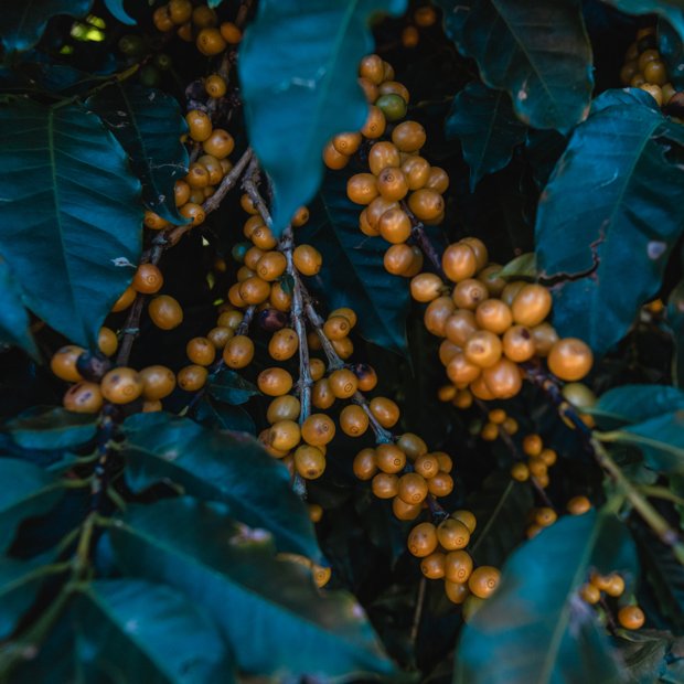 Café AGRADO 250g | Encantos do Café | A sua loja de café especial