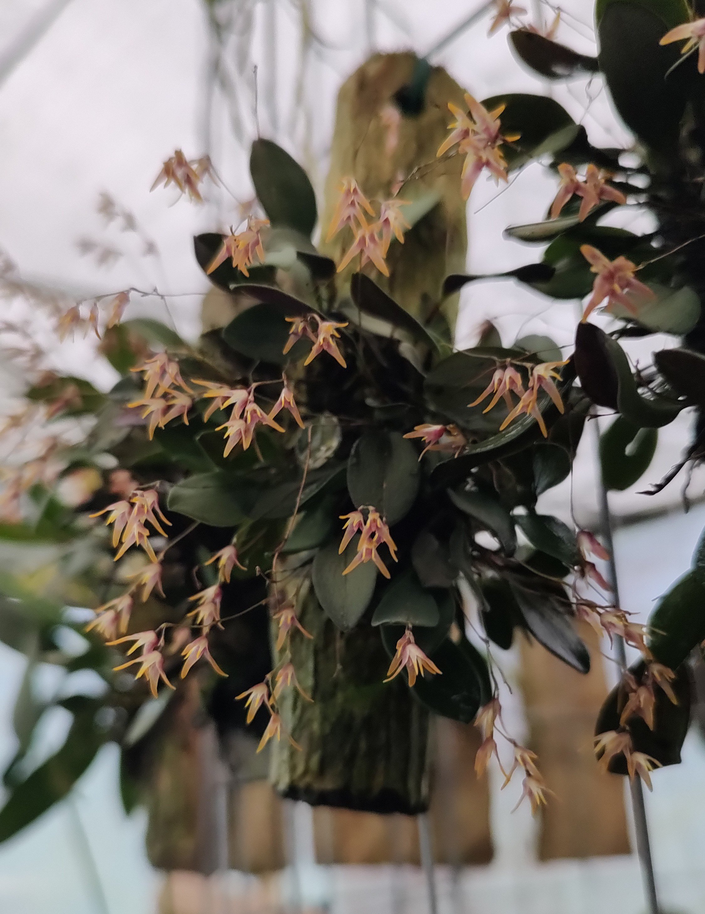 Anathallis graveolens | Orquidário Recanto das Orquídeas ES