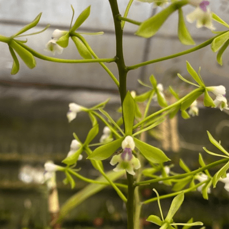 Epidendrum paniculatum | Orquidário Recanto das Orquídeas ES