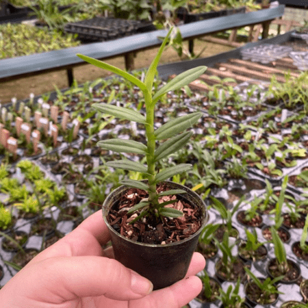 Epidendrum paniculatum | Orquidário Recanto das Orquídeas ES