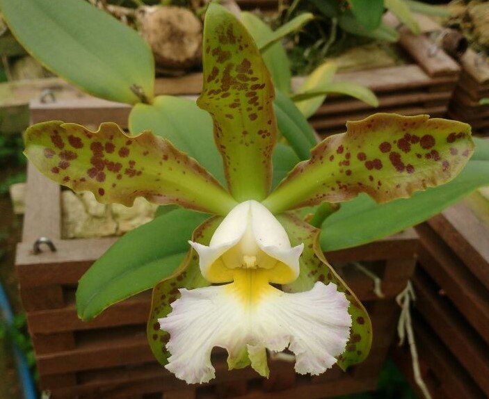 Cattleya schilleriana albescens | Orquidário Recanto das Orquídeas ES