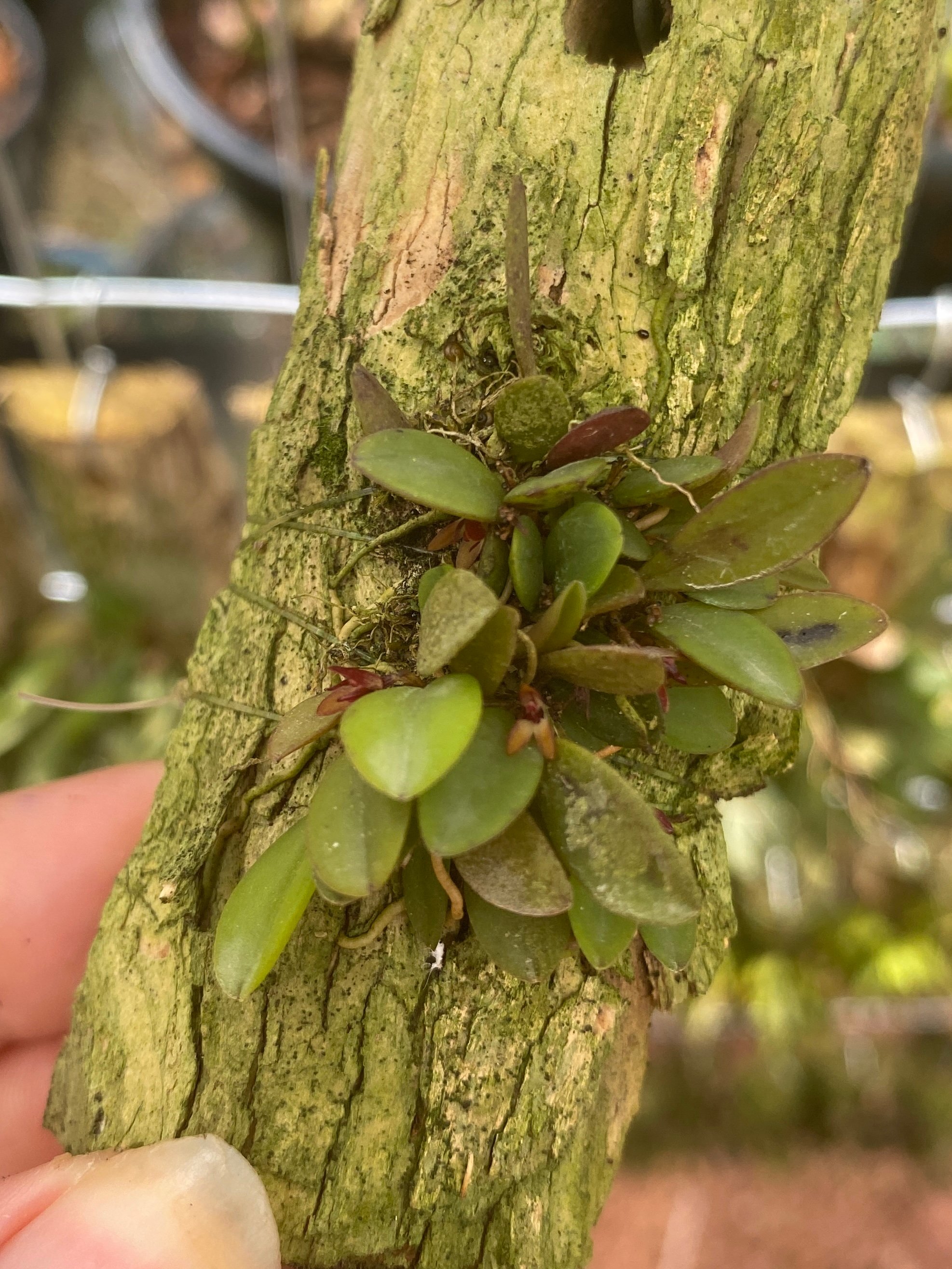 anathallis microphyta | Orquidário Recanto das Orquídeas ES