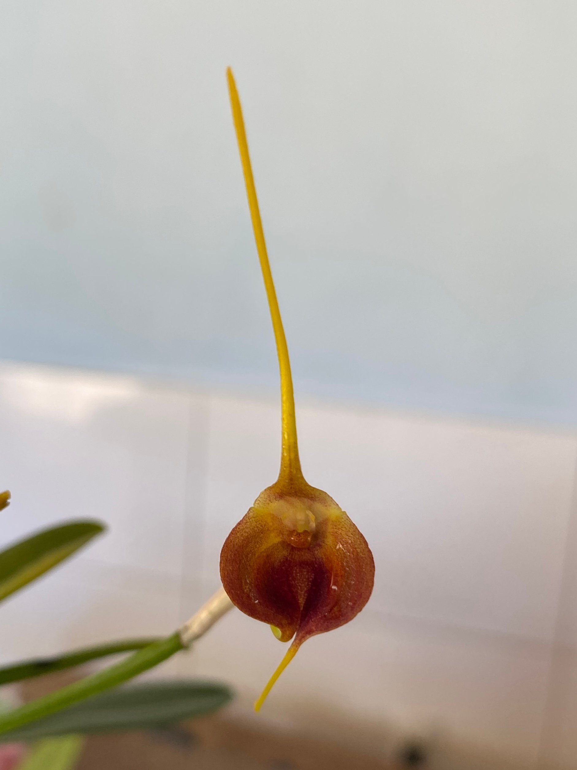 masdevallia infracta | Orquidário Recanto das Orquídeas ES