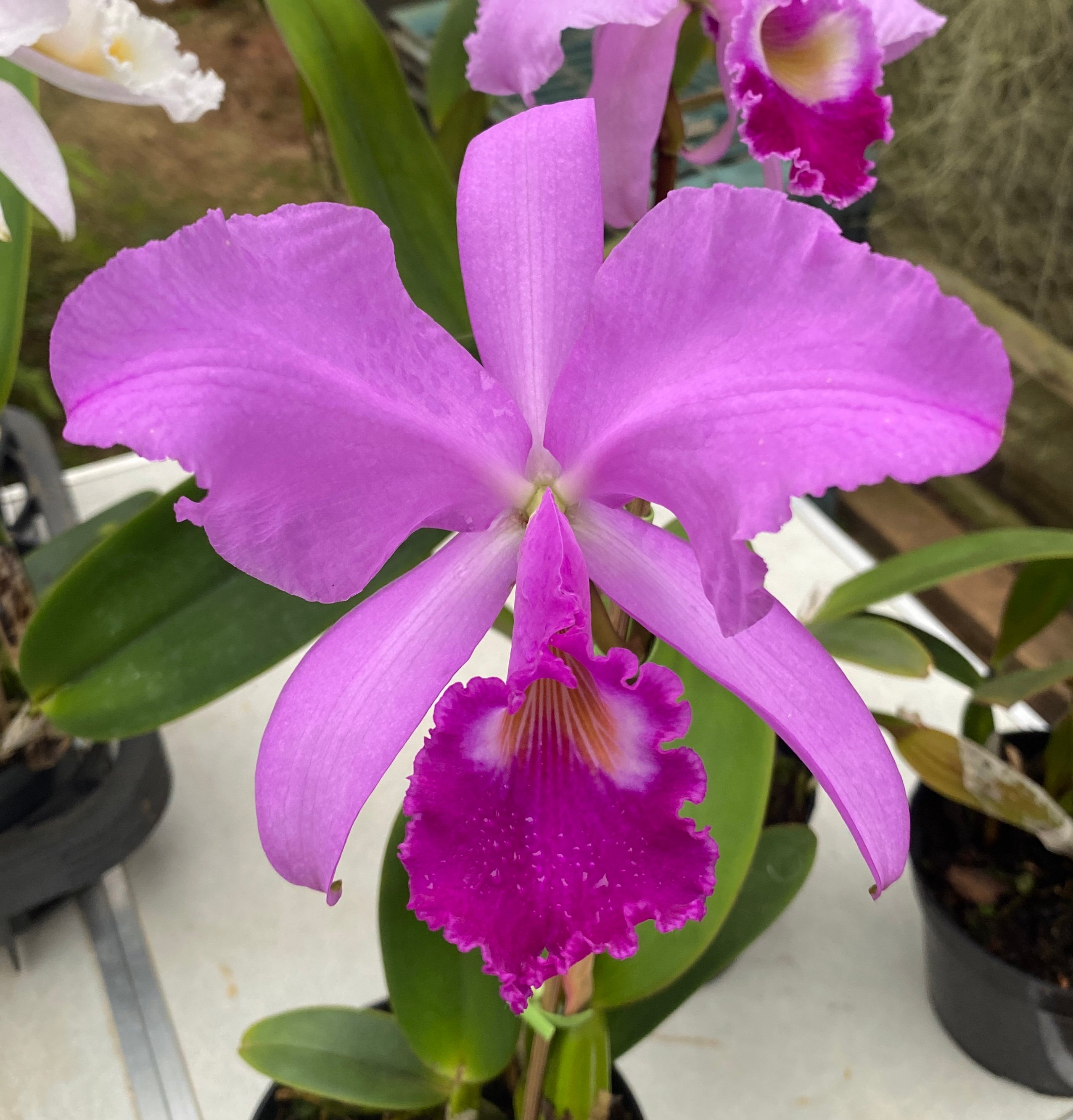 cattleya warneri tipo | Orquidário Recanto das Orquídeas ES