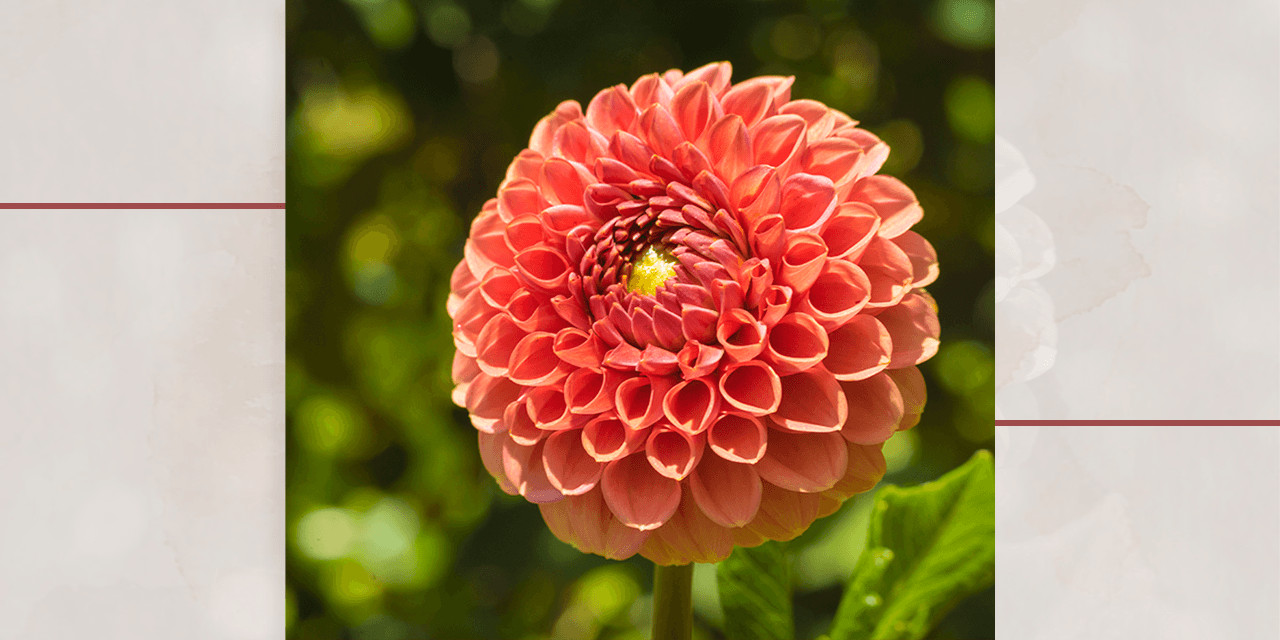 Saiba como conservar as flores de corte | Elis Flores e Presentes