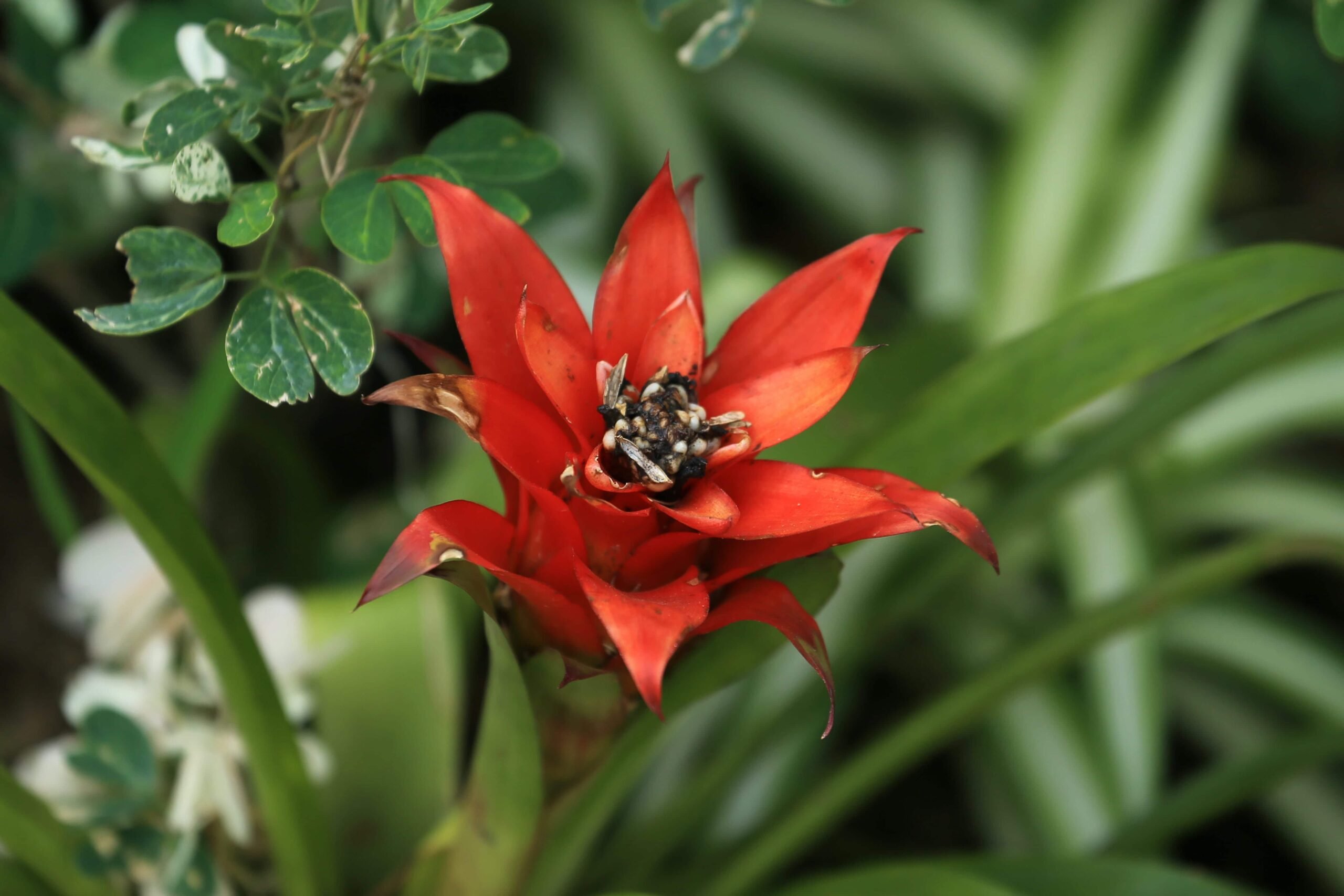 Como cultivar flores dentro de sua casa? | Elis Flores e Presentes