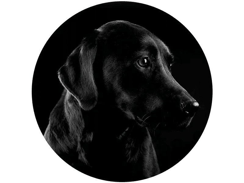 Choyer | Shampoo Pet, Condicionador Pet, Perfume Pet, Colônia Pet e ...